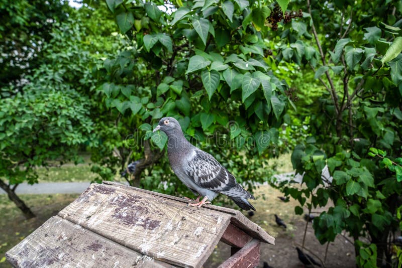 A Large Gray Pigeon is Sitting in a Feeder in a City Park. the Trees of ...