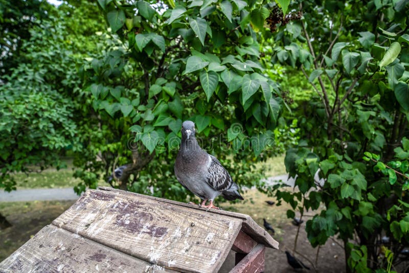 A Large Gray Pigeon is Sitting in a Feeder in a City Park. the Trees of ...