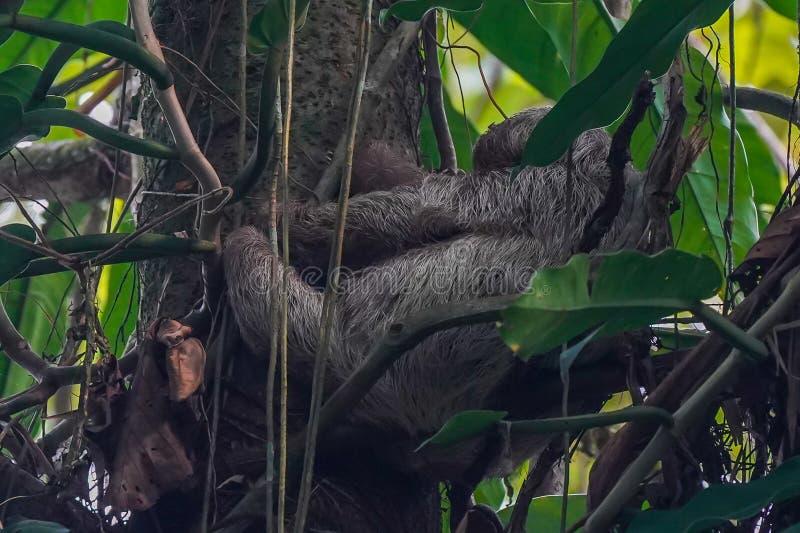 Large Gray Sloth Sleeping on Tree Branch in Costa Rica Stock Image ...