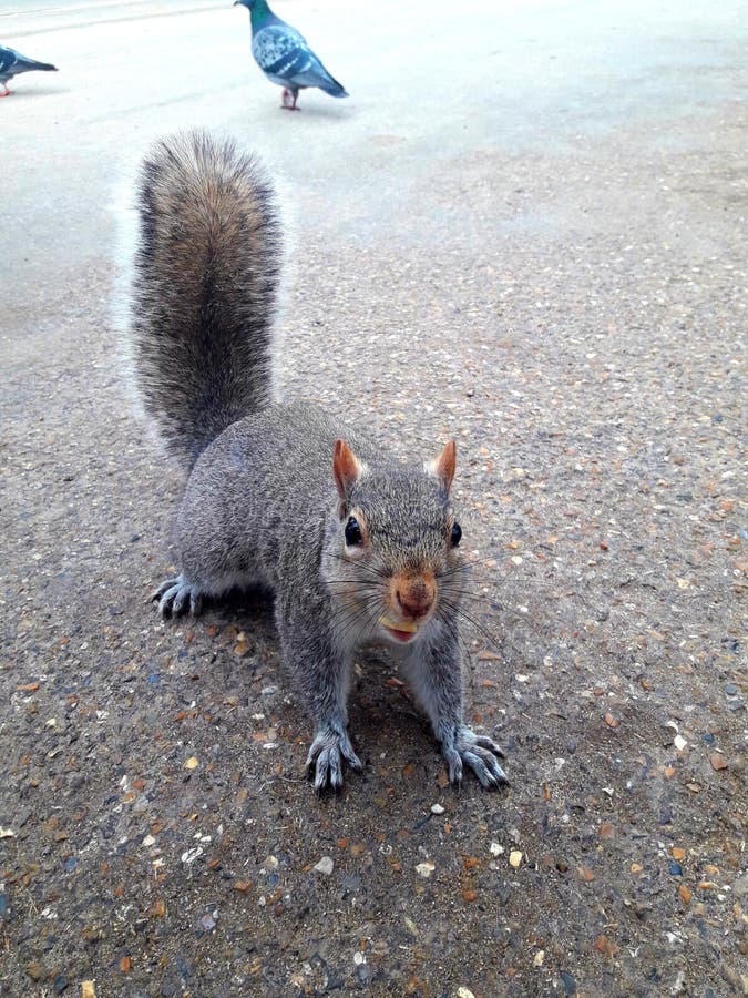 A large gray squirrel stock photo. Image of chipmunk - 215418228