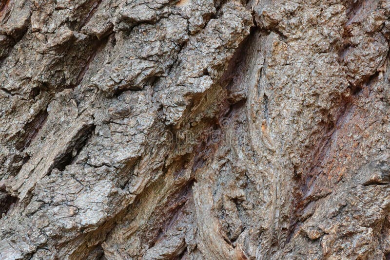 Large Gray Texture of Tree Bark, Background. Stock Image - Image of ...