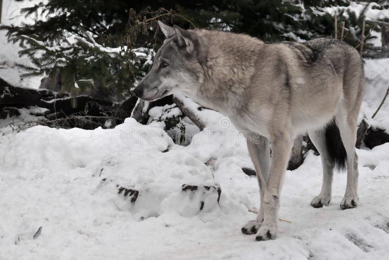 Gray wolf in the snow stock photo. Image of outdoors - 134686692