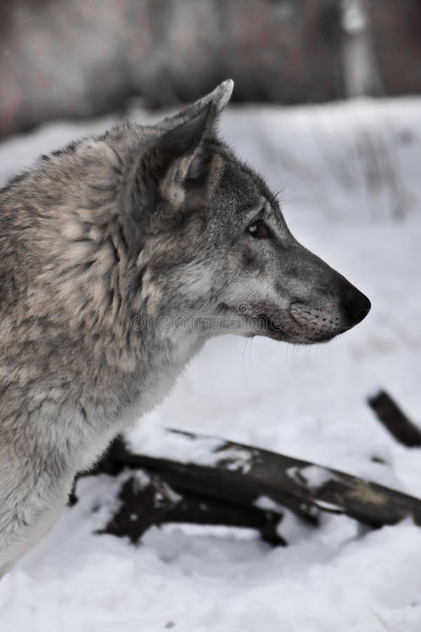 Gray wolf in the snow stock photo. Image of timber, lupus - 134686164