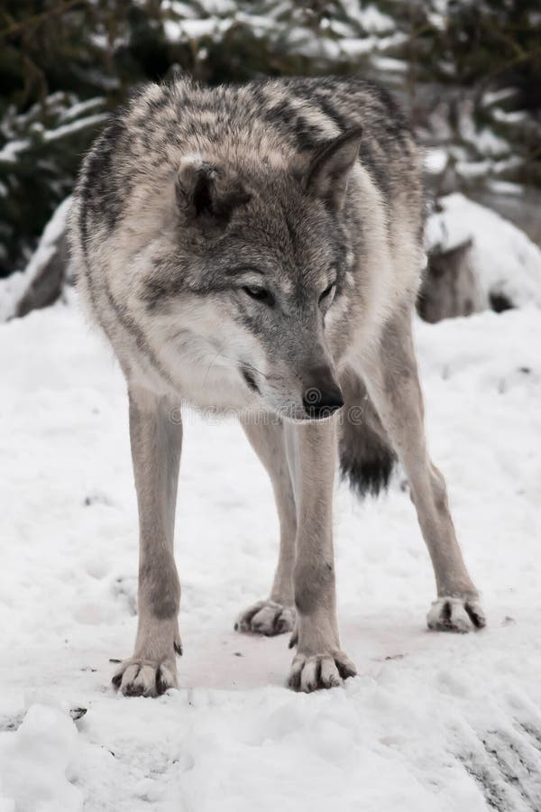 Large Gray Wolf Quickly Runs through the Forest, a Powerful Impetuous ...