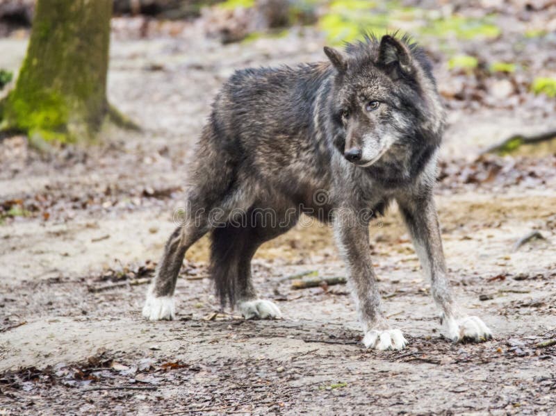 Large Gray Wolf Stretches His Back Legs. Stock Photo - Image of hungry ...