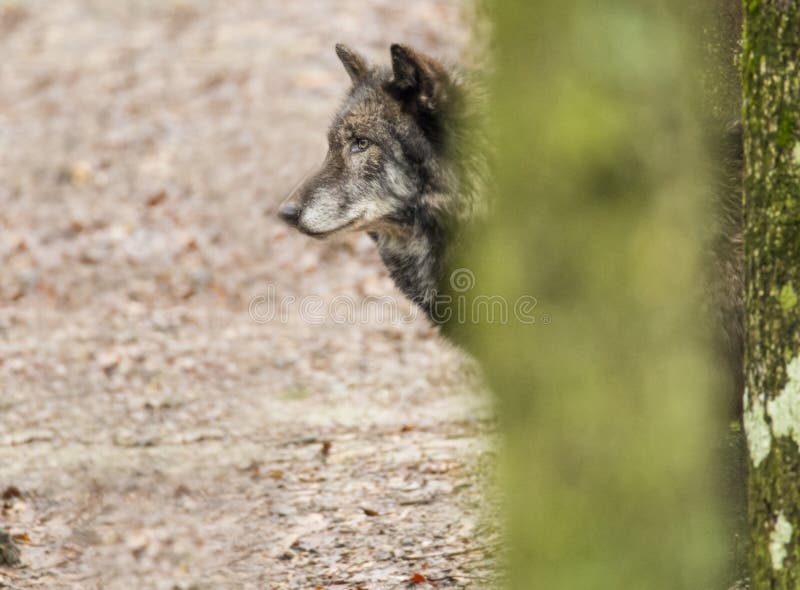 Large Gray Wolf Stretches His Back Legs. Stock Photo - Image of hunting ...