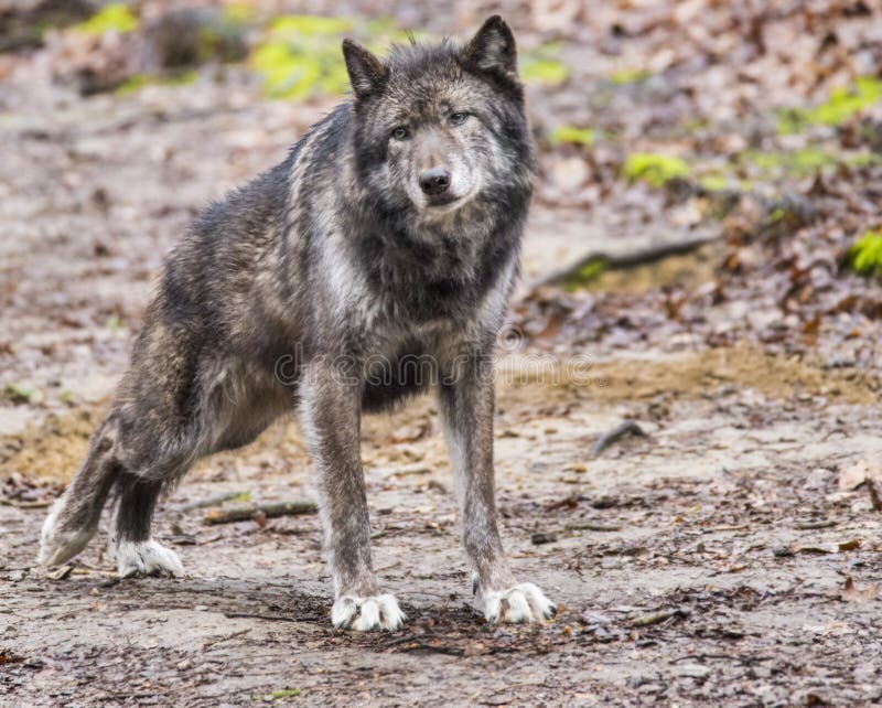 Large Gray Wolf Stretches His Back Legs. Stock Photo - Image of danger ...