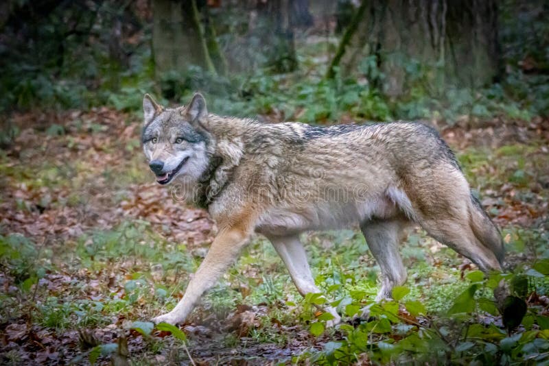 A Large Gray Wolf Walking through the Forest Stock Image - Image of ...