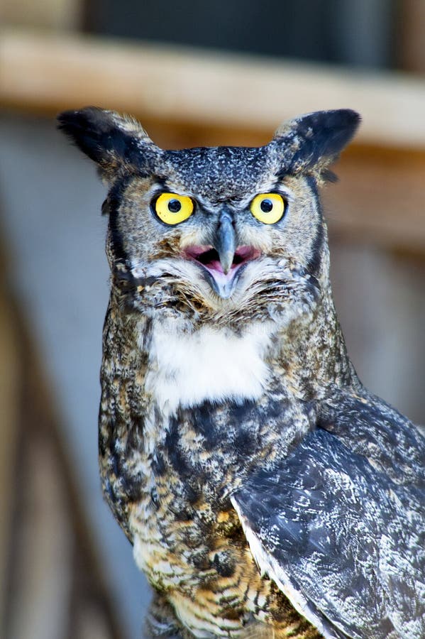 Large Great Horned Owl Looks For Prey Stock Image Image Of Horned Brown 117389941