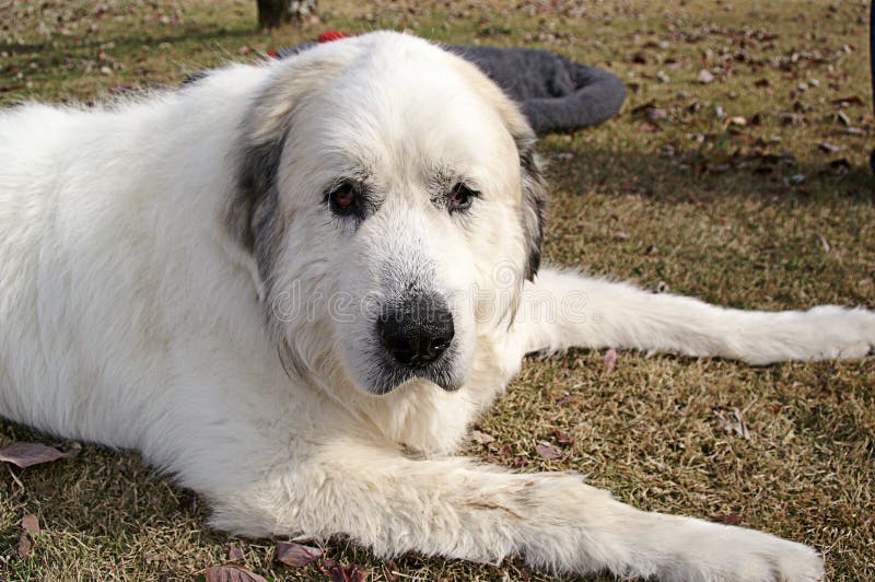 Young Boy Laying on Sand stock photo. Image of spring - 19481692