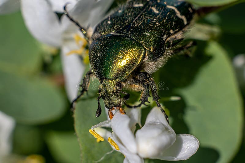 A Large Green Beetle with a Bronze Sheen on White Flowers in the Middle ...