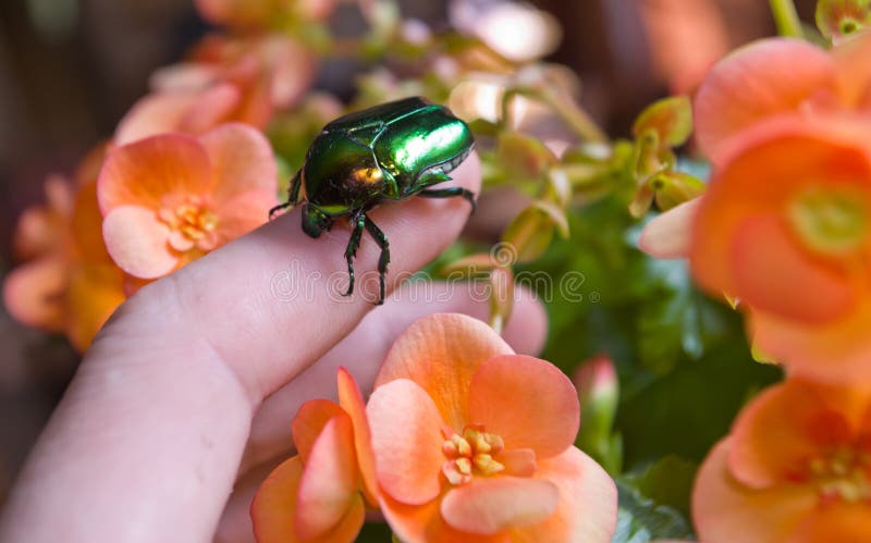 Large green beetle stock photo. Image of aurata, beautiful - 55711982
