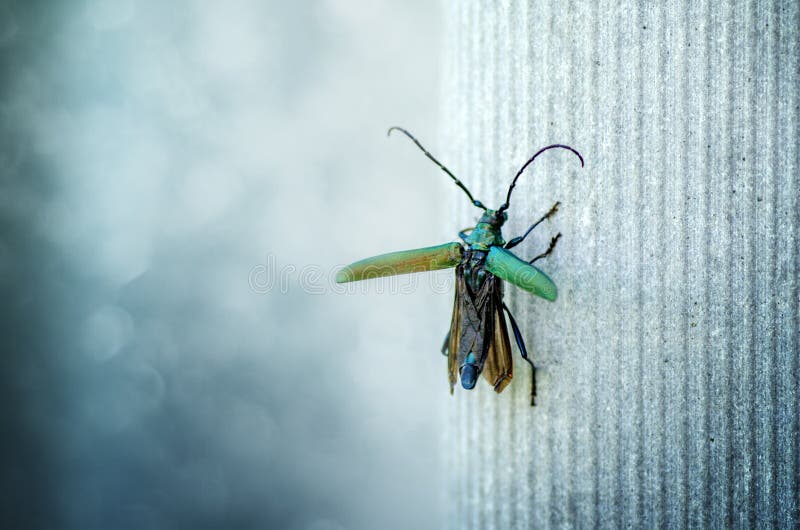 Green Beetle Spread Its Wings Stock Photo - Image of spread, arthropod ...