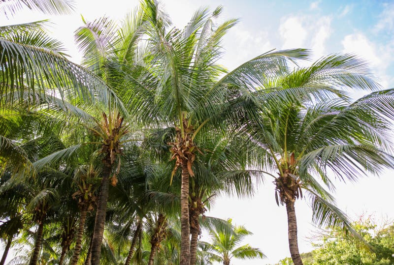 Large Green Branches on a Coconut Tree Stock Image - Image of white ...