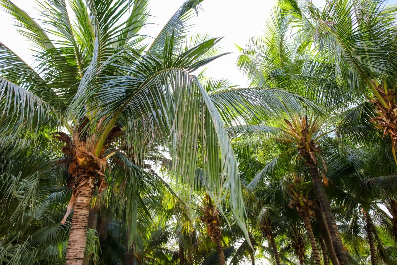 Large Green Branches on a Coconut Tree Stock Image - Image of leaves ...