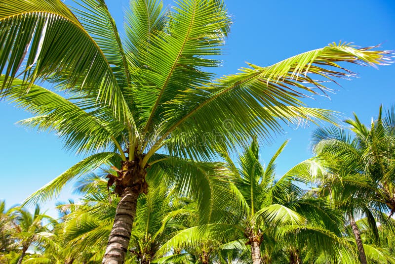 Large Green Branches on Coconut Trees Against the Sky Stock Photo ...