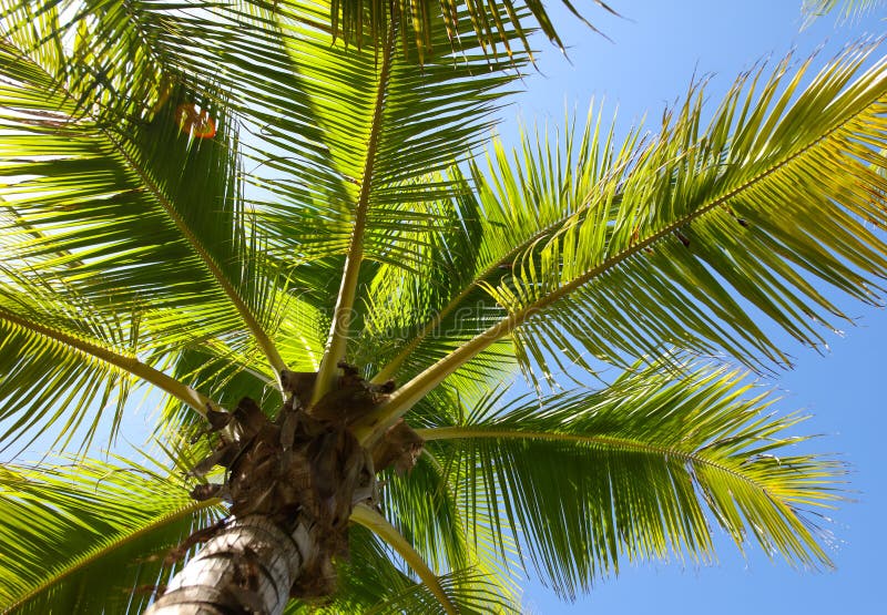Large Green Branches on Coconut Trees Against the Sky Stock Image ...
