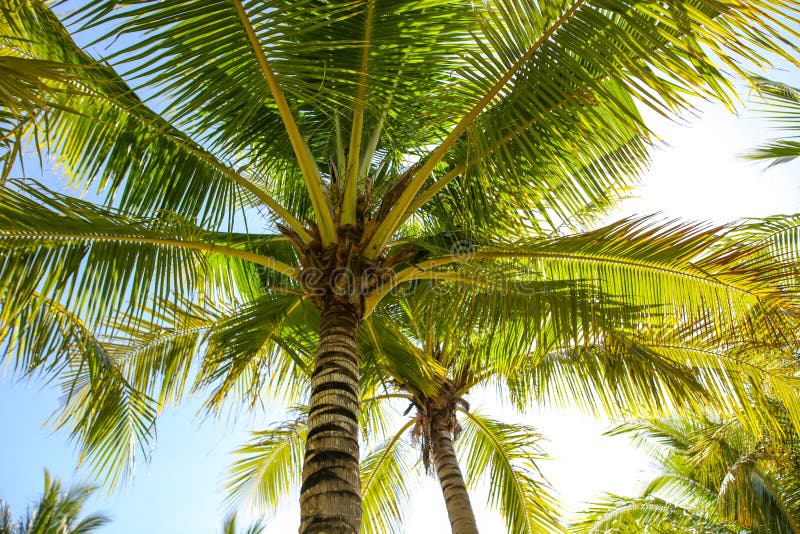 Large Green Branches on Coconut Trees Against the Sky Stock Image ...