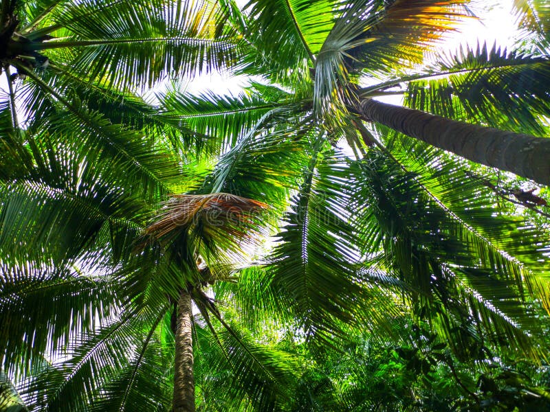 Large Green Branches On Coconut Trees Against The Sky Stock Image ...