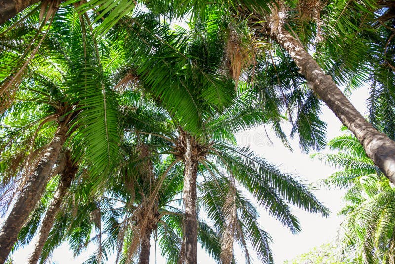 Large Green Branches on Coconut Trees Stock Image - Image of paradise ...