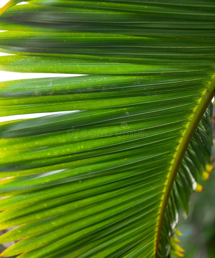 Large Green Branches on Coconut Trees Stock Photo - Image of paradise ...