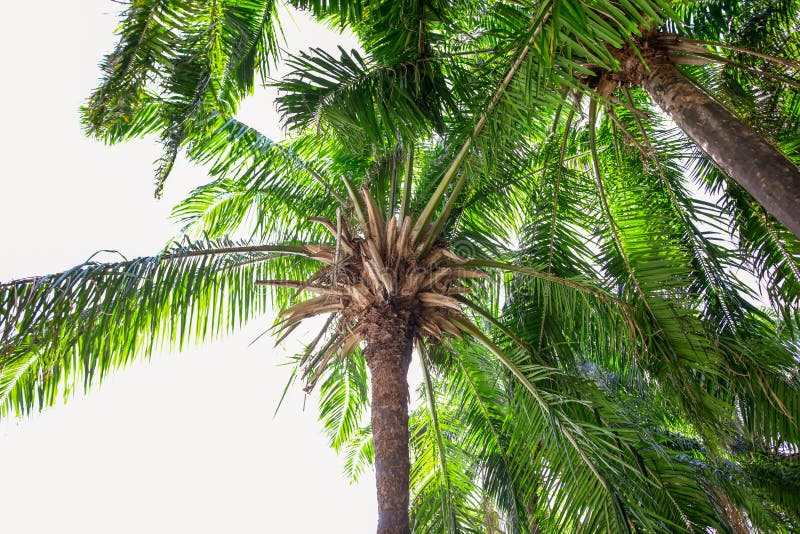 Large Green Branches on Coconut Trees Stock Image - Image of exotic ...