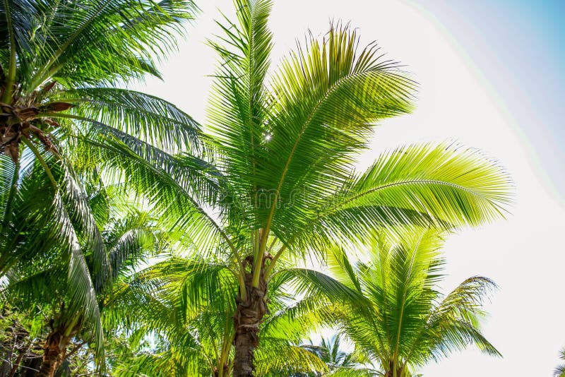 Large Green Branches on Coconut Trees Stock Image - Image of caribbean ...