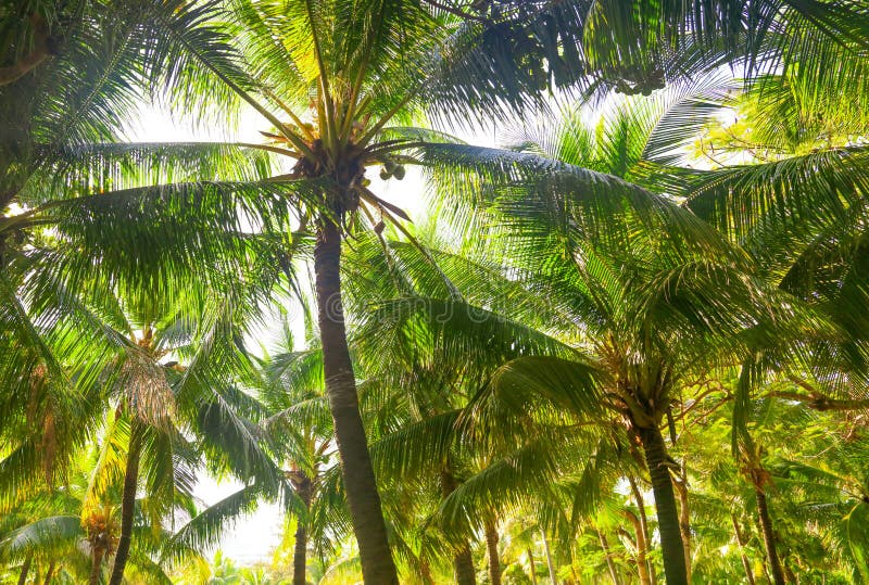 Large Green Branches on Coconut Trees Stock Image - Image of nature ...