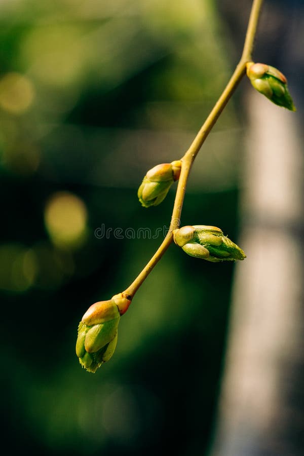 Large Green Buds on a Tree Branch, Lit by Sunlight, are almost Ready To ...