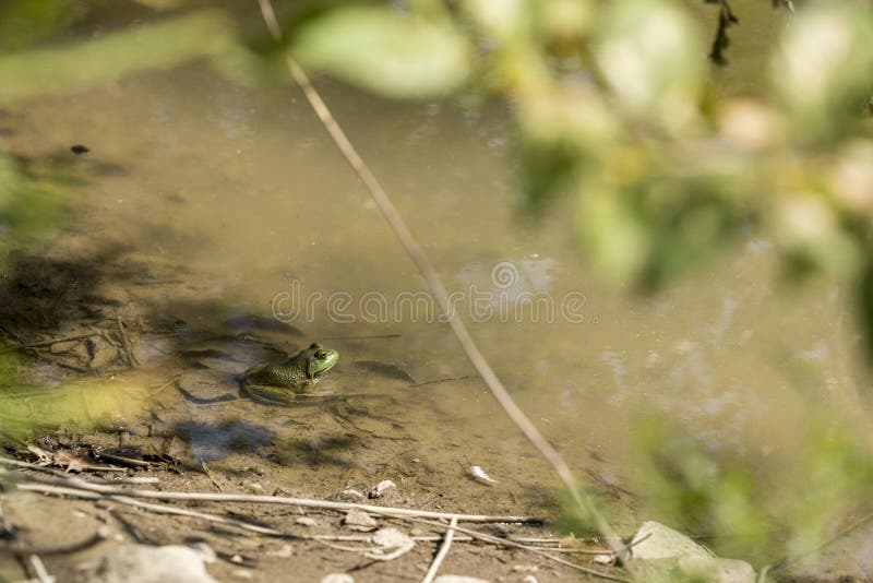 Large Green Bullfrog Sits at the Edge of the Pond Stock Photo - Image ...