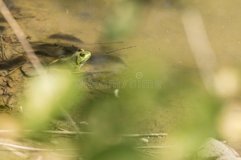 Large Green Bullfrog Sits at the Edge of the Pond Hidden by Vegetation ...