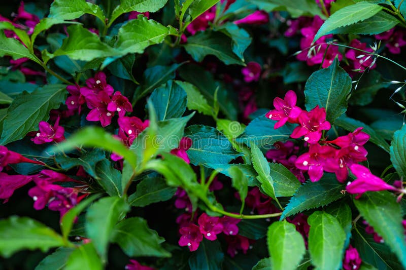 A Large Green Bush Full of Tiny Pink Flowers Stock Image - Image of ...