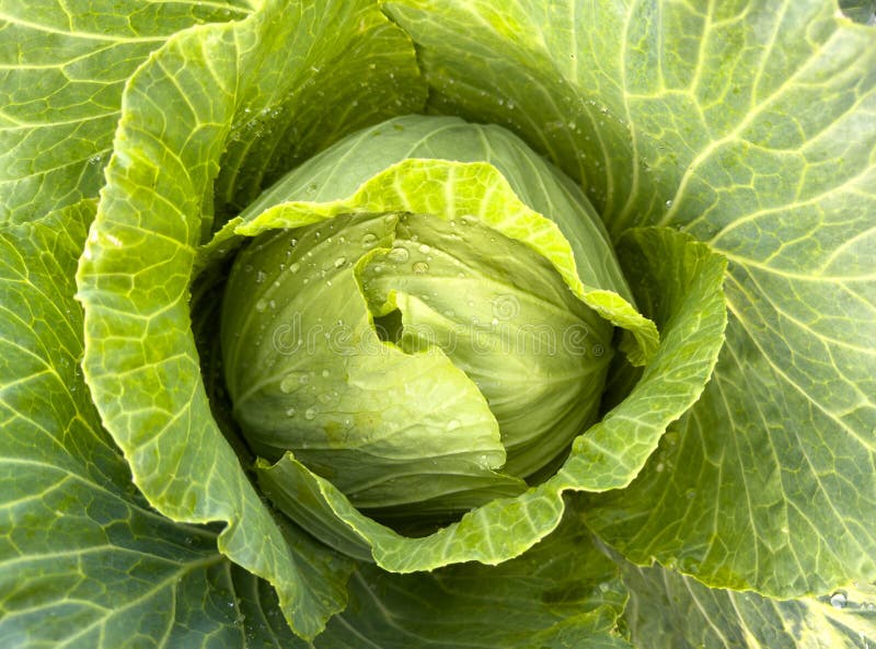 A Large Green Cabbage with a Small White Center Stock Photo - Image of ...