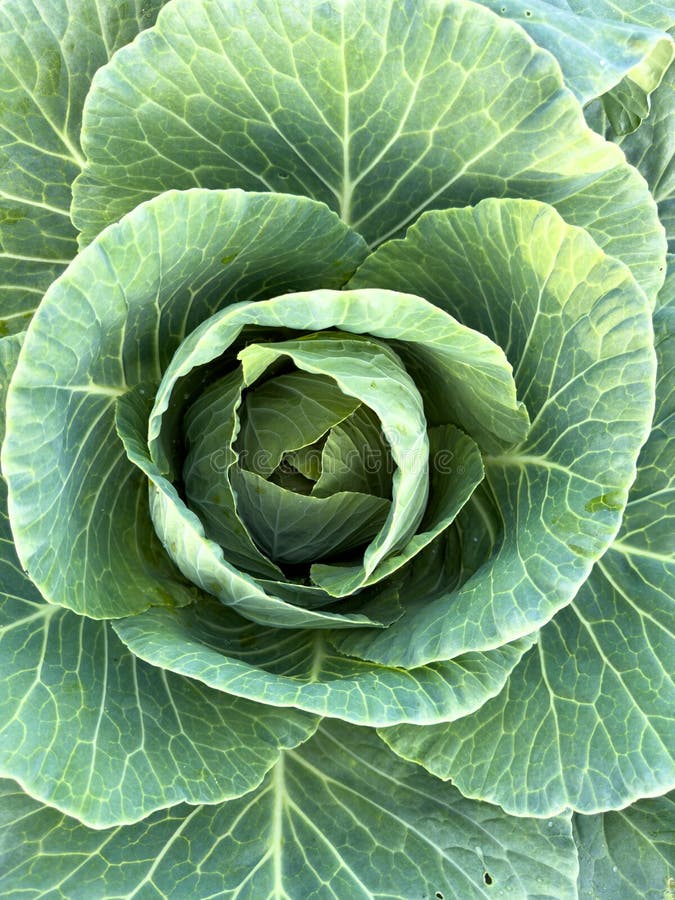 A Large Green Cabbage with a Small White Center Stock Image - Image of ...