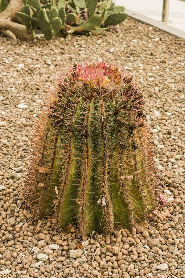 A Large Green Cactus with a Flower Growing in the Park. a Cactus with ...