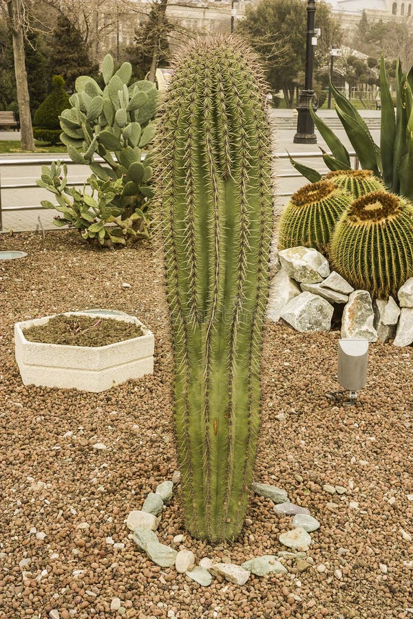 A Large Green Cactus with a Flower Growing in the Park. a Cactus with ...