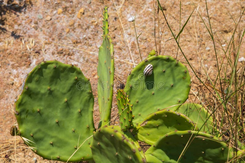 A Large Green Cactus Has Large Spines Stock Photo - Image of outdoor ...