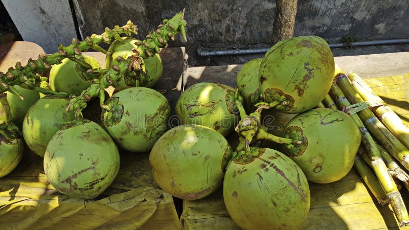 Large Green Coconuts Cut from a Tree Lie on the Ground Stock Photo ...