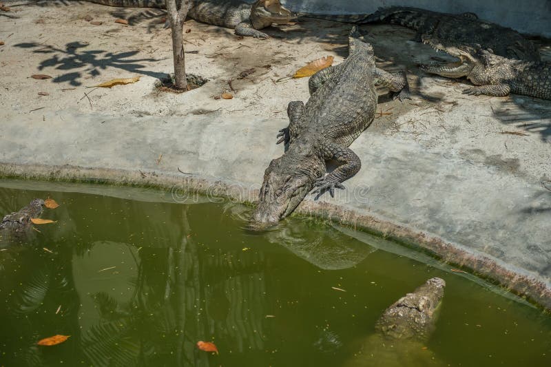 Alligator Drinking Water Stock Photos - Free & Royalty-Free Stock ...