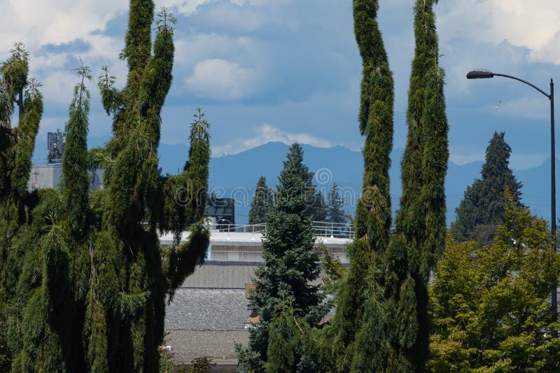 Large Green Cyprus Trees Growing Near White Building Stock Image ...
