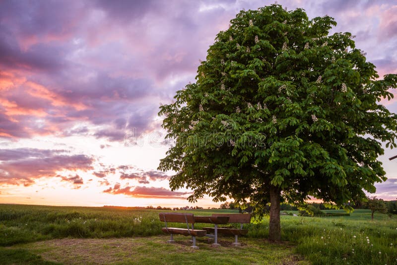 Large Green Deciduous Tree with Benches for Sitting Stock Photo - Image ...