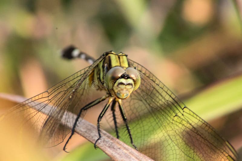 A Large Green Dragonfly Resting on a Dry Tree Branch Stock Image ...