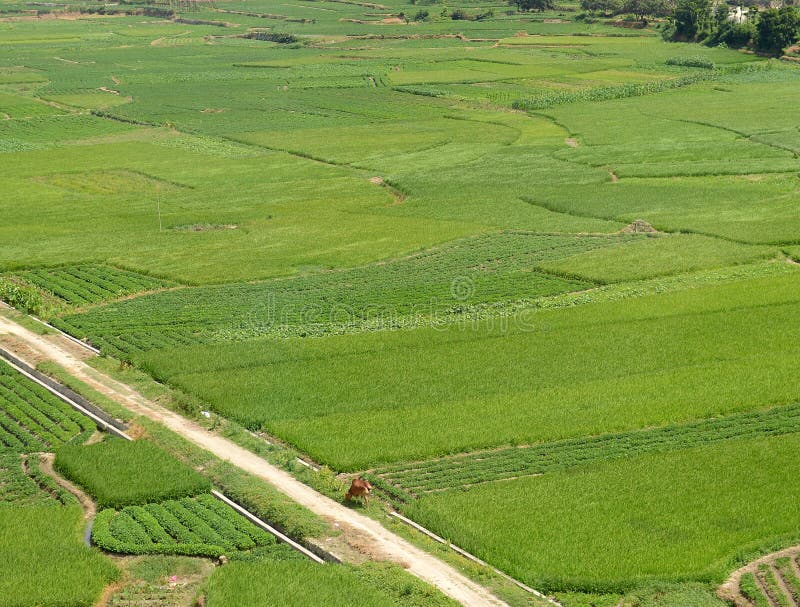 Large green farm land stock photo. Image of grass, lush - 32610808
