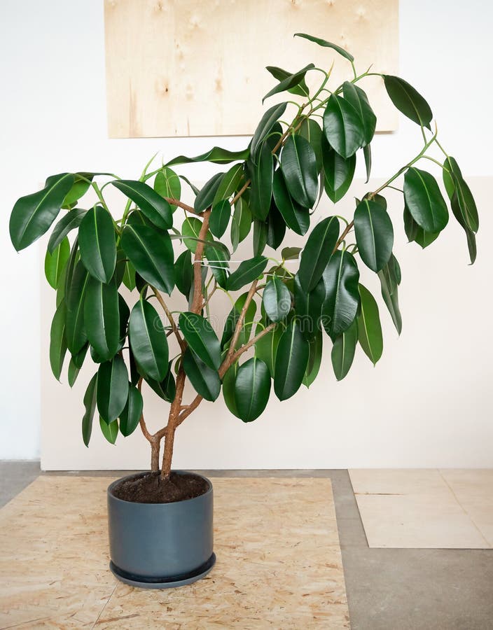 Large Green Ficus in a Pot on the Floor Stock Photo - Image of flower ...
