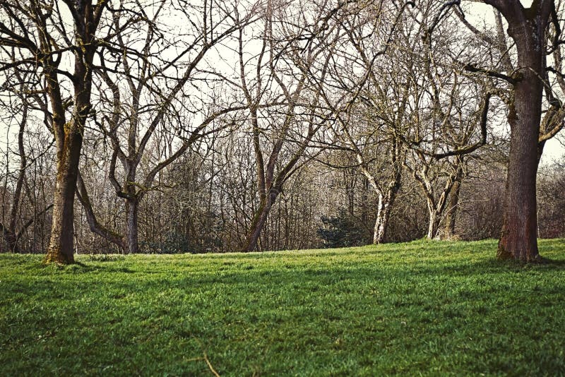 Large Green Field in a Forest with Trees Stock Photo - Image of bark ...