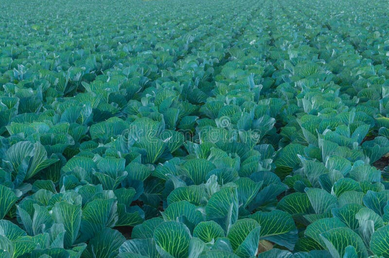 Large Green Field of Fresh White Cabbage Stock Image - Image of fresh ...