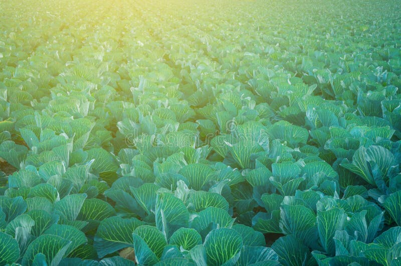 Large Green Field of Fresh White Cabbage Stock Photo - Image of land ...