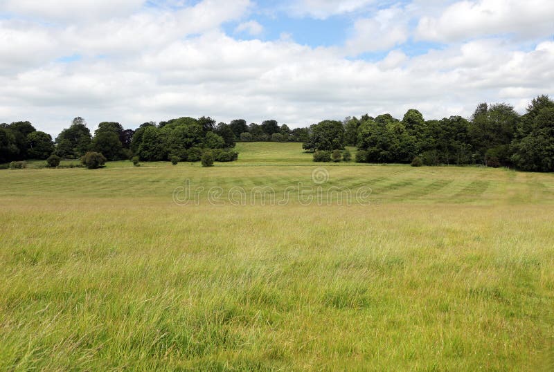 Large Green Field with Trees in the Distance Stock Photo - Image of ...