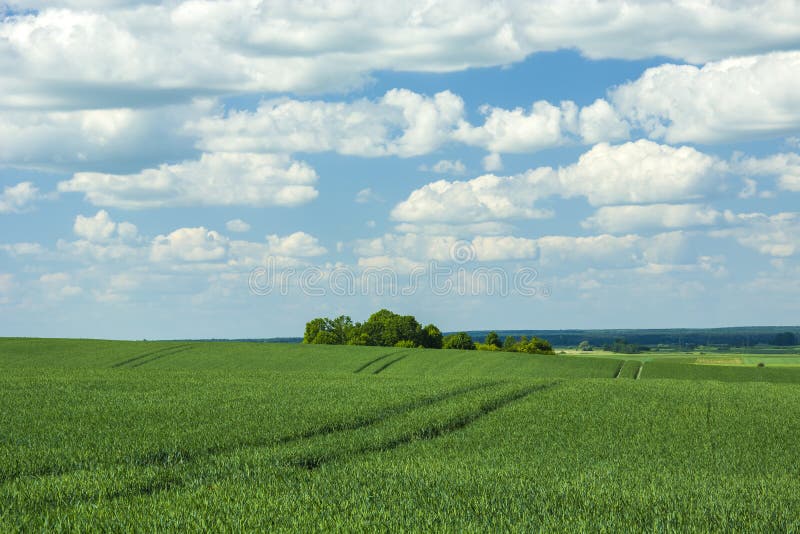 Large Green Field, Trees on the Horizon and Blue Sky Stock Image ...