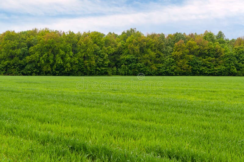 A Large Green Field of Winter Rye Against the Background of a Spring ...